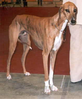 Banjara Hound